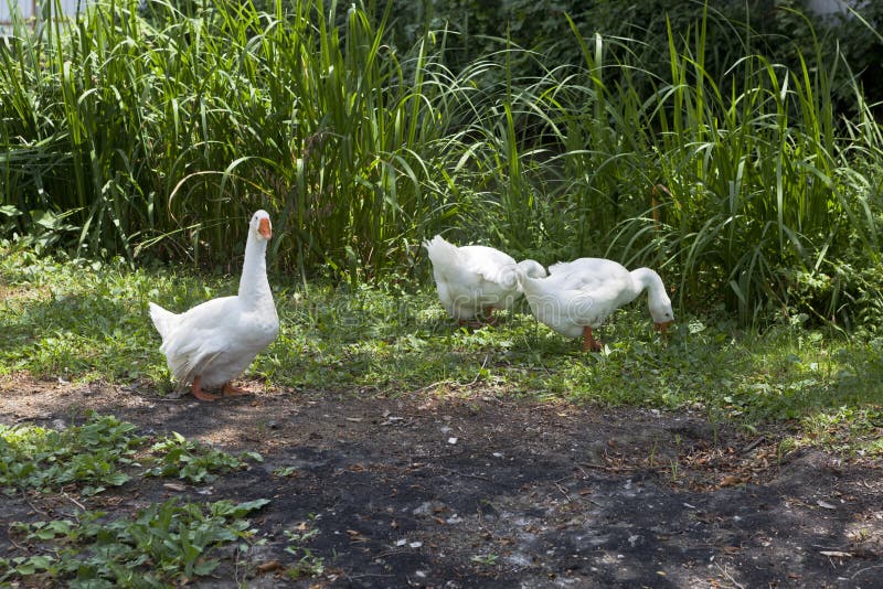 Pets geese stock photo. Image of graze, pets, eyes, rural - 77648916