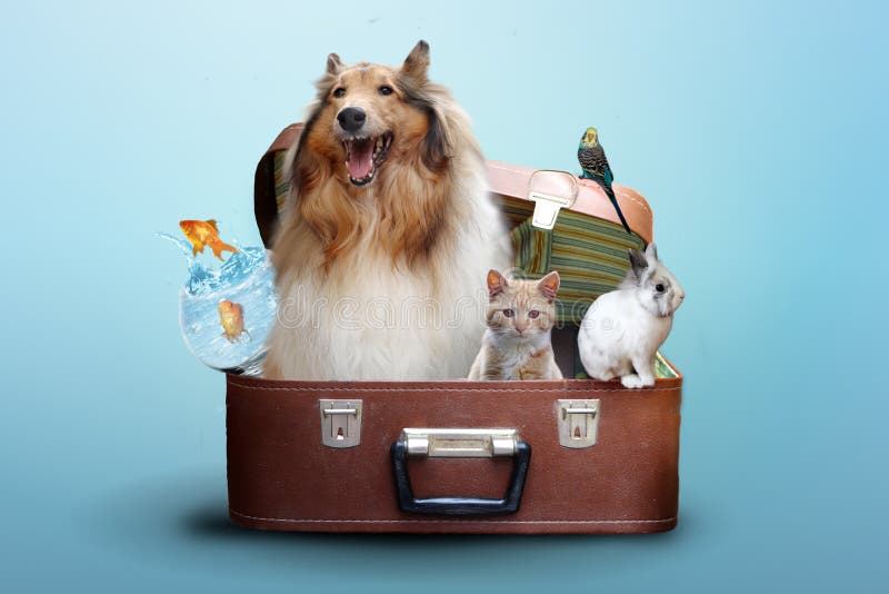 Pets go travel stock illustration. Illustration of seasonal - 197948869