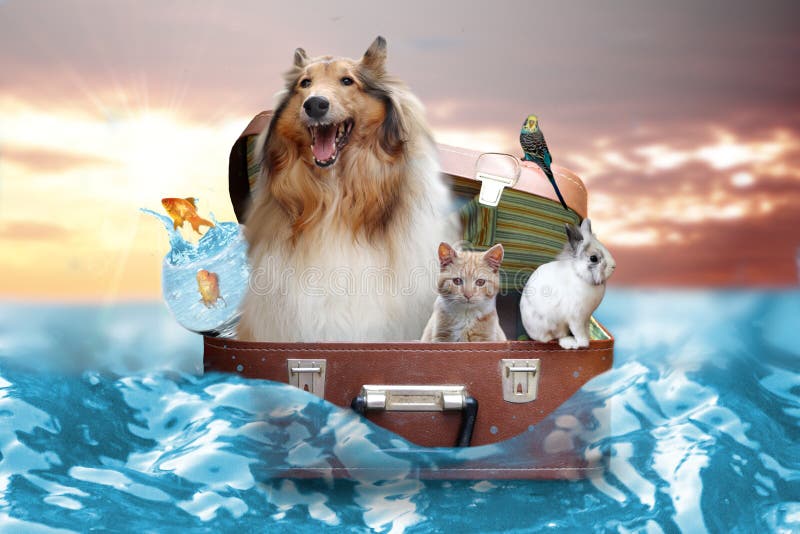 Pets go travel stock illustration. Illustration of collie - 197948922