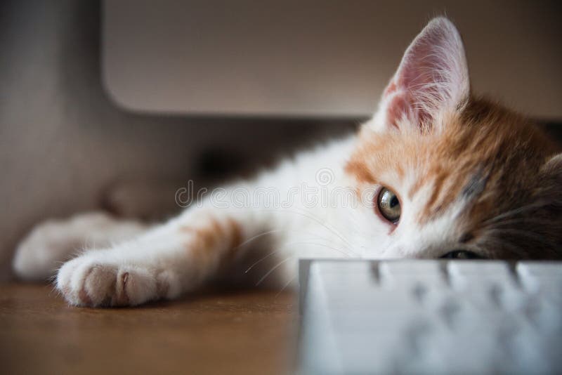 Cat Behind Monitor Photos - Free & Royalty-Free Stock Photos from ...