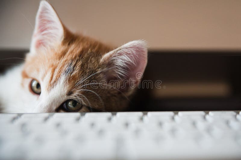 Pets at Home stock photo. Image of hide, keyboard, monitor - 40367014