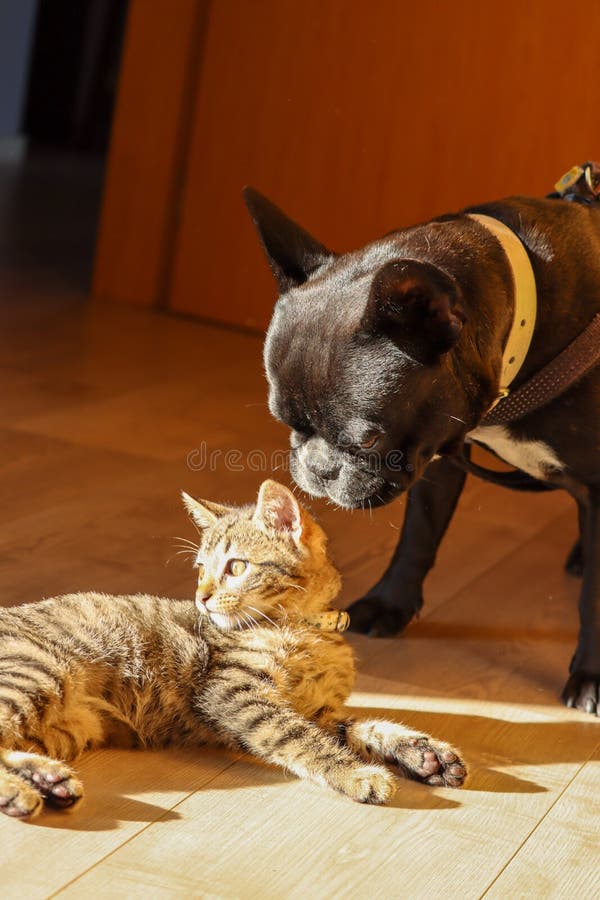 Pets at Home, Dog and Cat Friendship Stock Photo - Image of domestic ...