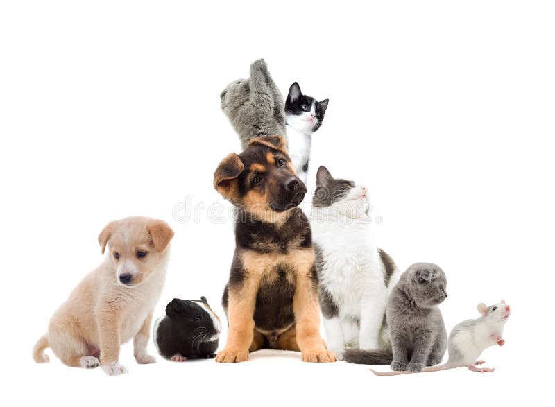 Group of Domestic Pets stock photo. Image of friends - 23713934