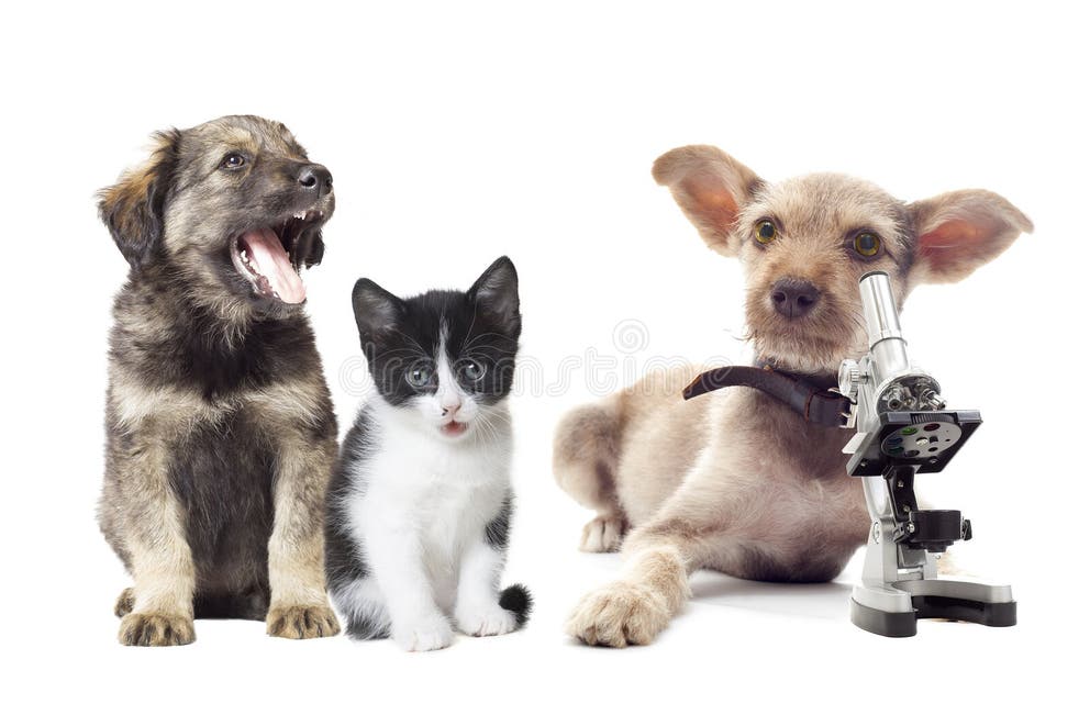 Pets and microscope stock photo. Image of canine, working - 50087264