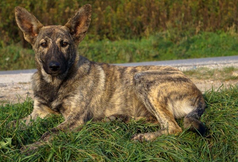 Pets mongrel stock image. Image of life, nice, mongrel - 79287203