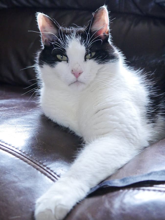 Charlie the grumpy cat #2 stock image. Image of betty - 244822729