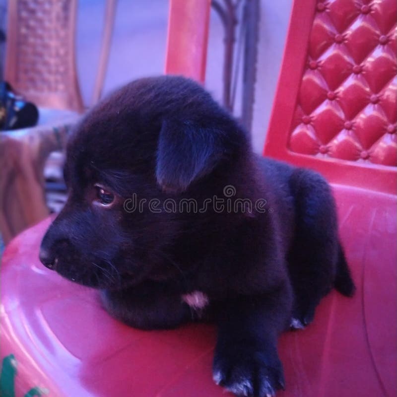 Papi Dog Stock Photos - Free & Royalty-Free Stock Photos from Dreamstime