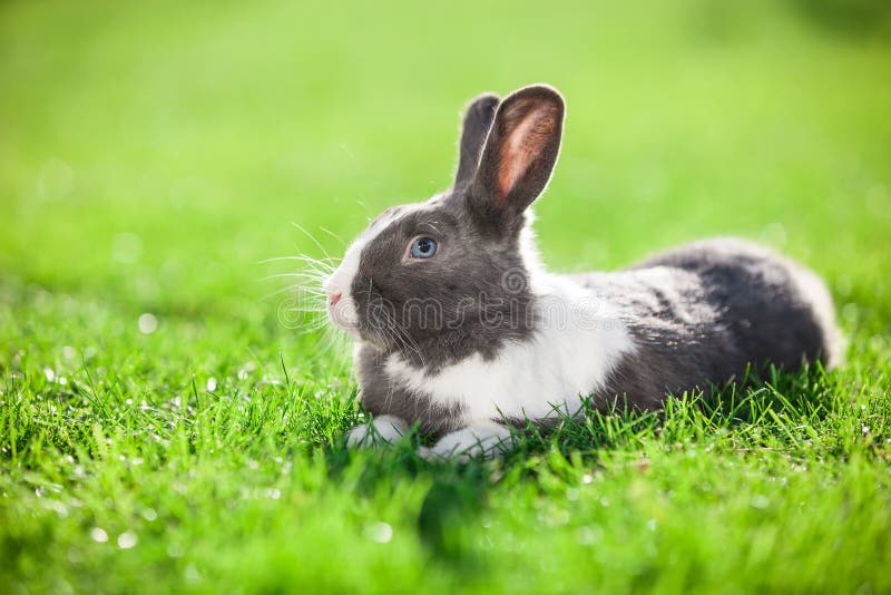 Pets rabbit stock photo. Image of rodent, domestic, animal - 62218388