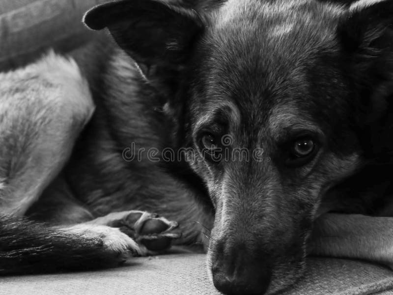 Dugg the Chilled Out Dog #1 Stock Image - Image of nice, lunchtime ...