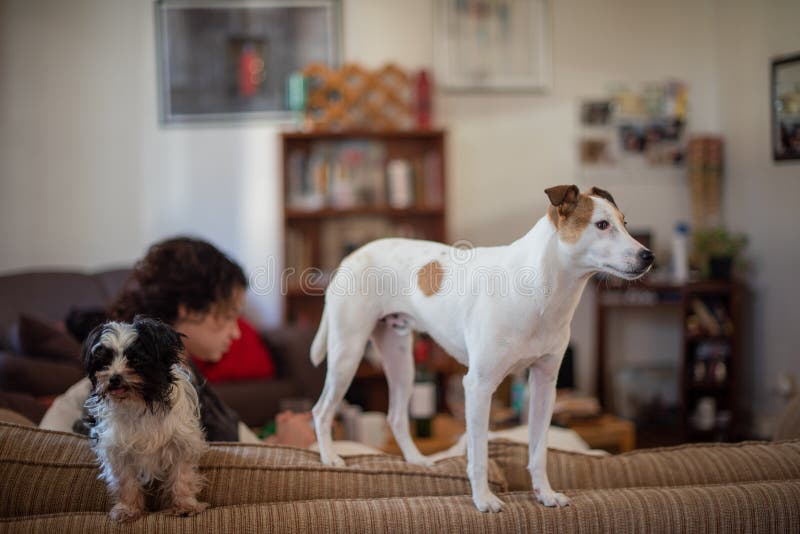 Pets Standing in Front of White Background Stock Photo - Image of ...
