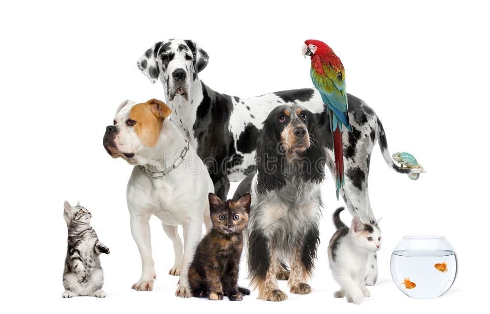 Pets Standing in Front of White Background Stock Photo - Image of ...