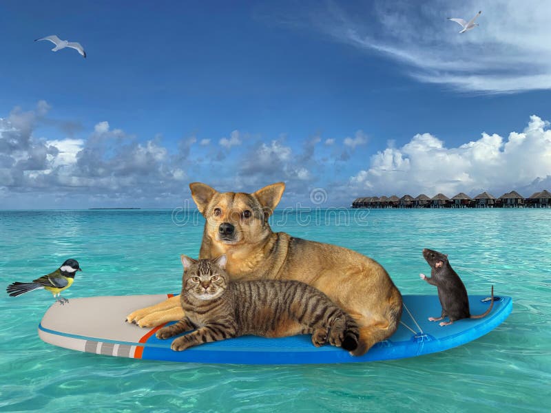 Pets stand on surfboard stock image. Image of funny - 218740057