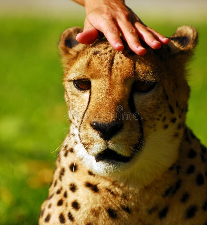 Petting a cheetah stock photo. Image of hand, wild, taming - 7084624