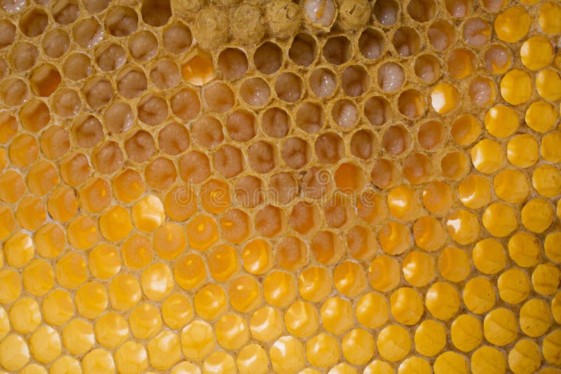 Pettini Dell'ape Con Le Uova Dell'ape E Le Giovani Api - Fuchi Immagine ...