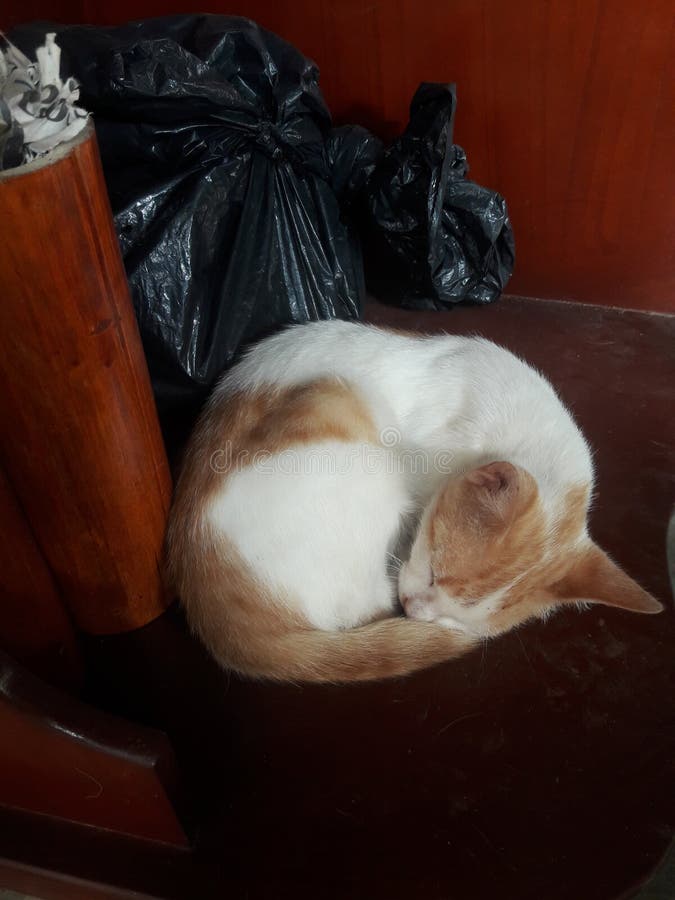 Petty cat stock image. Image of beautiful, nice, sleep - 114214433