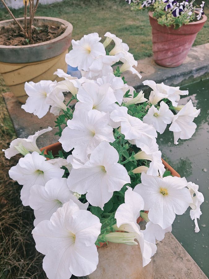 Petunia Axillaris, the Large White Petunia,[1] Wild White Petunia or ...