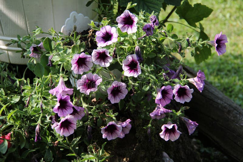 4,624 Petunia Azul Fotos - Libres de Derechos y Gratuitas de Dreamstime