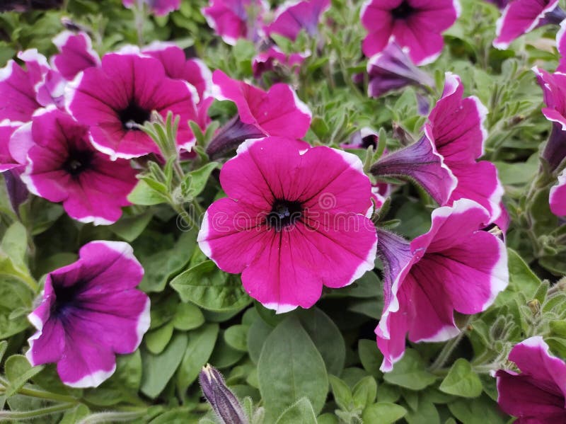 Petunia `Cascadia Rim Cherry` Stock Image - Image of edge, green: 221574601