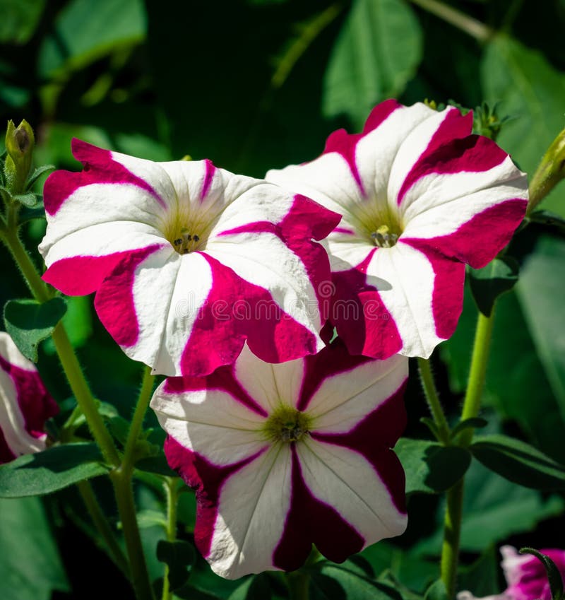 Petunia Bicolor stock image. Image of blooming, combined - 79869595