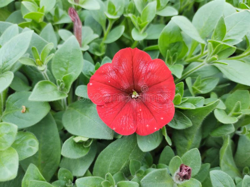 Petunia Easy Wave Red stock image. Image of flora, floral - 360399207
