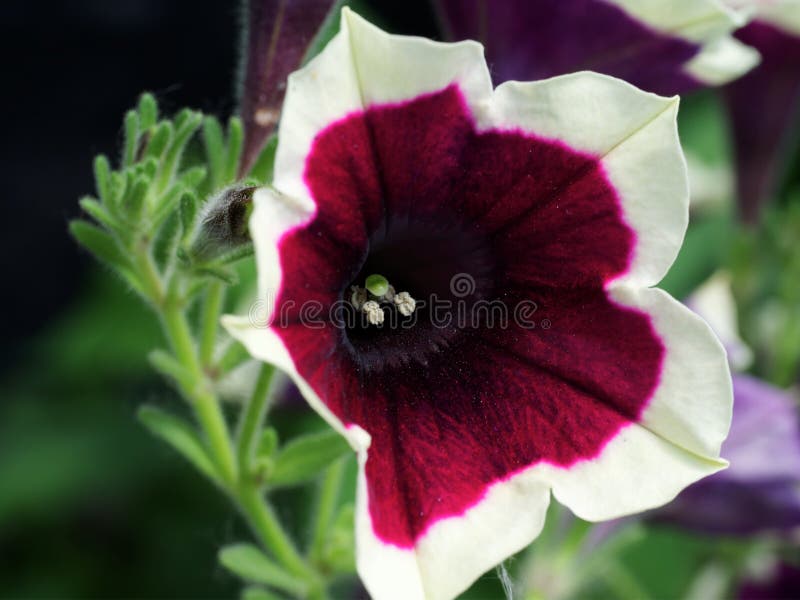 Petunia Flower, Close-up. Flower with Variegated Petals Stock Photo ...