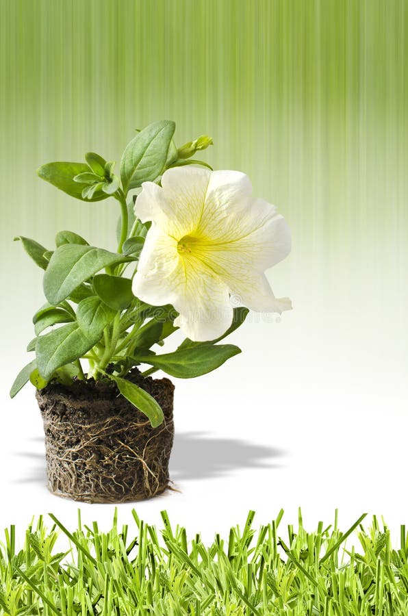Petunia flower poster stock image. Image of isolated - 24429185