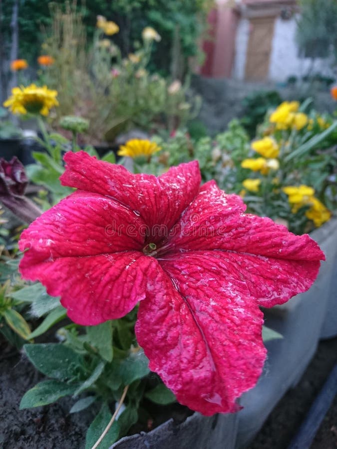 Petunia Flower after Rain. Pink Flower after Rain on a Blurred ...