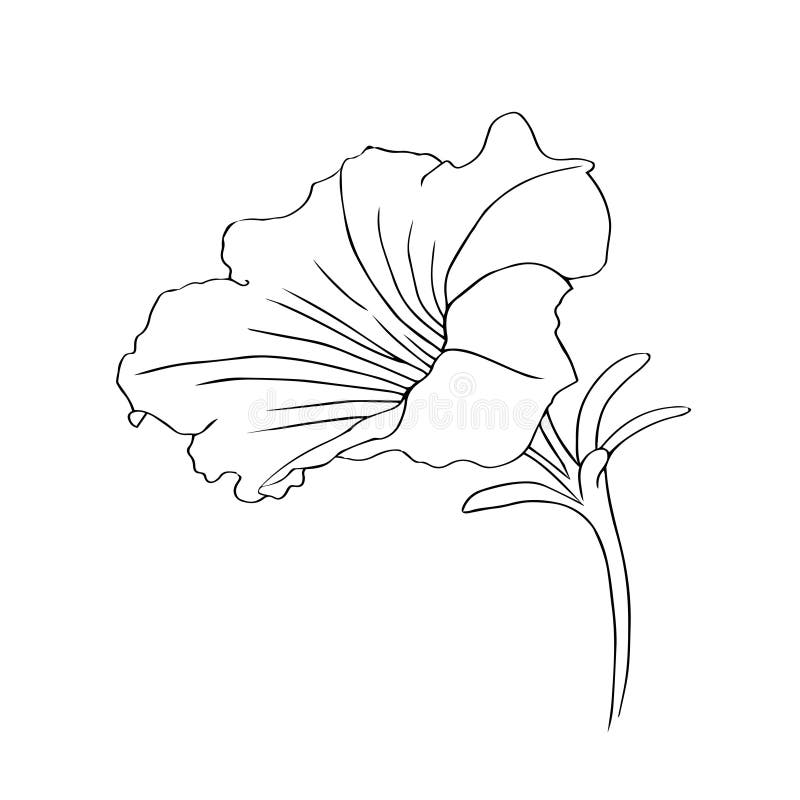 Petunia Outline Stock Illustrations – 192 Petunia Outline Stock ...