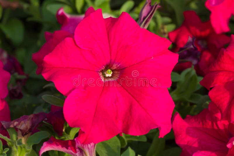 Petunia flowers stock image. Image of flower, development - 36439757