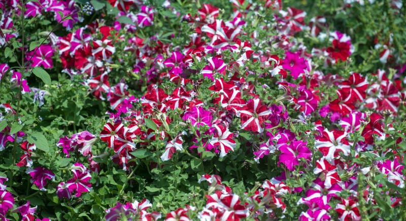 Petunia Bicolor stock image. Image of blooming, combined - 79869595