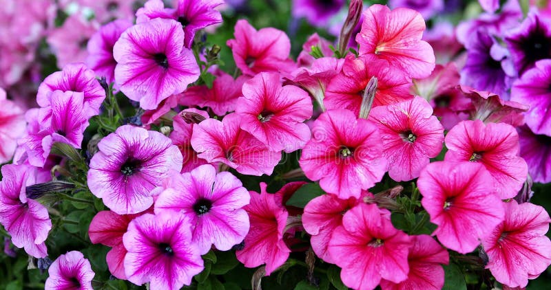 Petunia Flowers Waving on the Wind Stock Video - Video of beauty ...