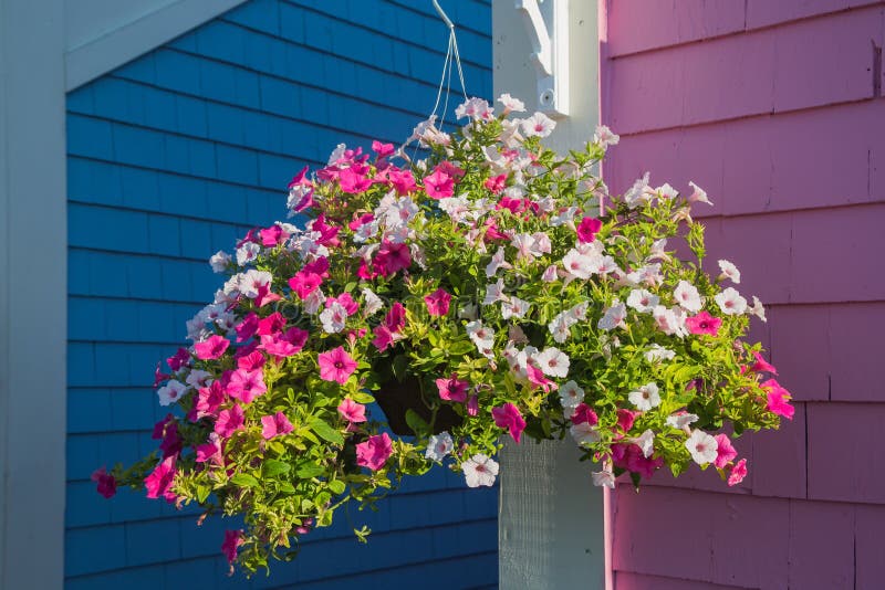 Petunia Hanging Basket stock photo. Image of decoration - 12686804