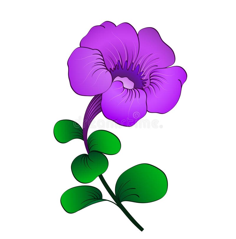 Petunia isolated stock vector. Illustration of card, blooming - 24728605