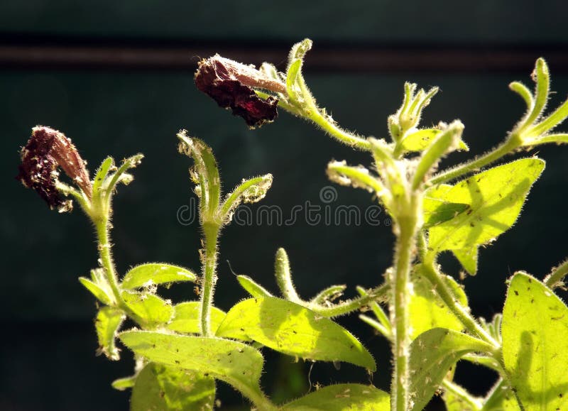 Petunia Plant Pest Spider Mites Stock Photo - Image of destroy, treat ...