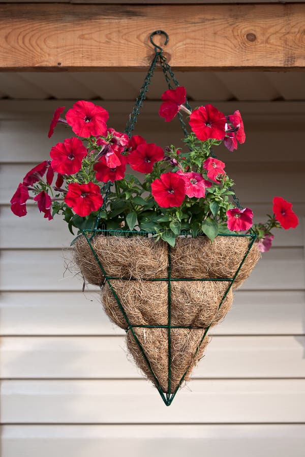 Petunia in pot stock photo. Image of landscape, wall - 23688346