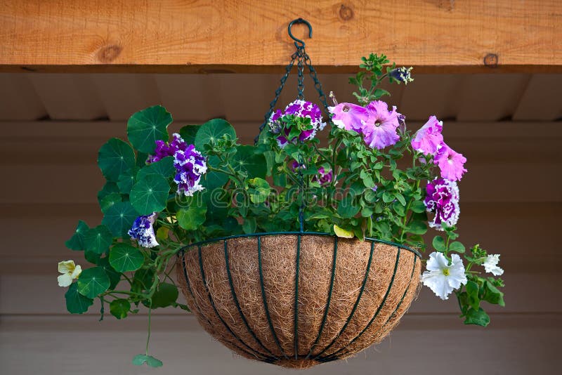 Petunia in pot stock image. Image of hanging, petunia - 26706921