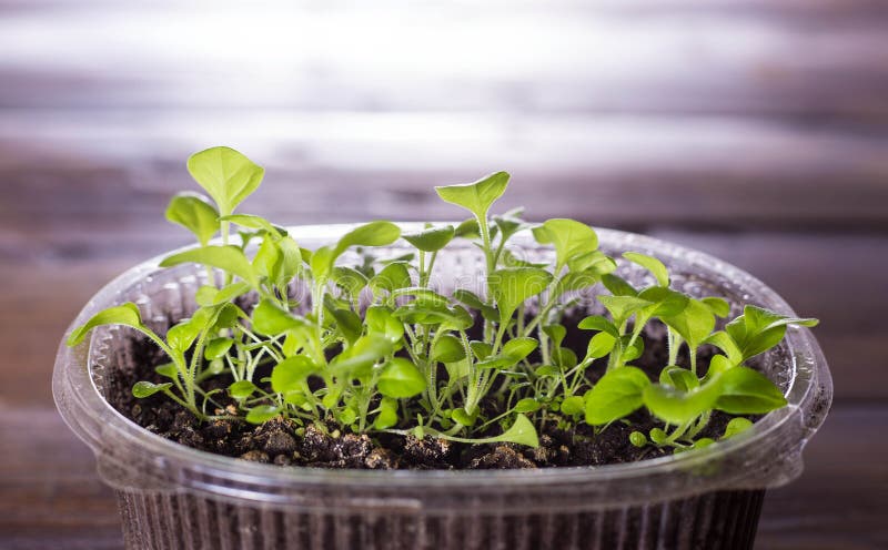 Petunia Seedlings in Plastic Container Stock Photo - Image of flower ...
