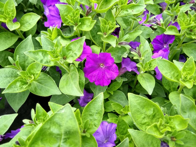 Petunia `Shock Wave Denim` stock photo. Image of shock - 195331152