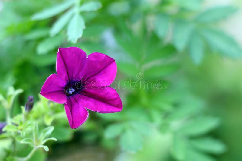 Petunia stock photo. Image of season, grass, tranquil - 77672088