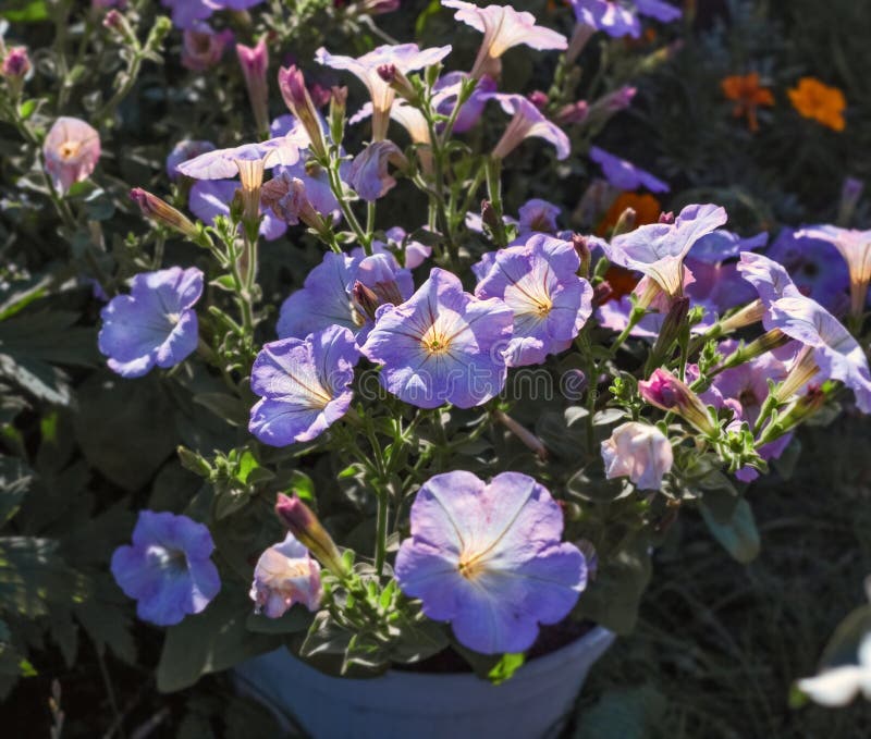 109 Petunias Azules Fotos de stock - Fotos libres de regalías de Dreamstime