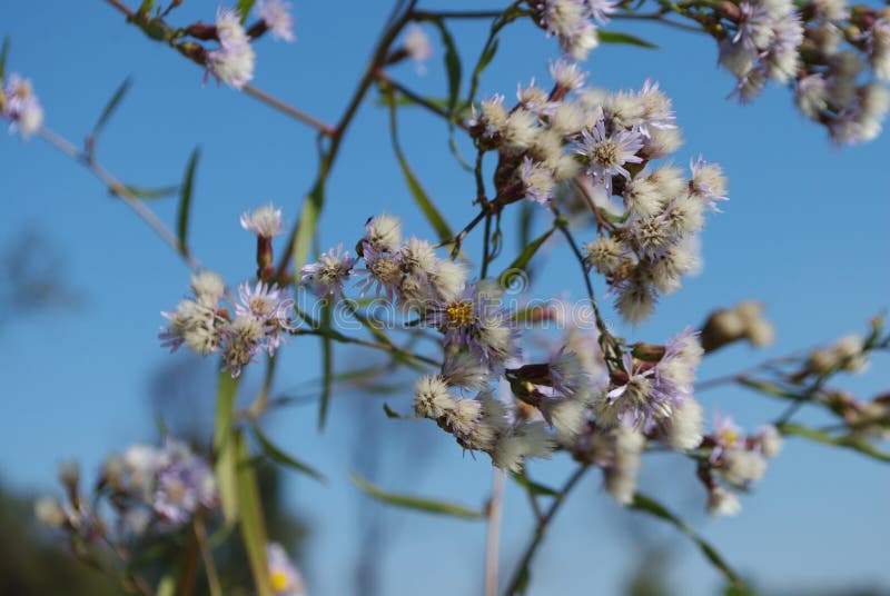 Small Blue Daisies Grow Near the River. Flower Detail Background Image ...