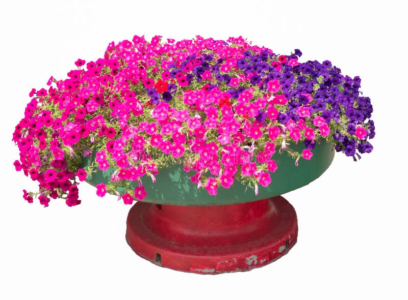 Petunias in pot stock image. Image of gardening, blooms - 42926199