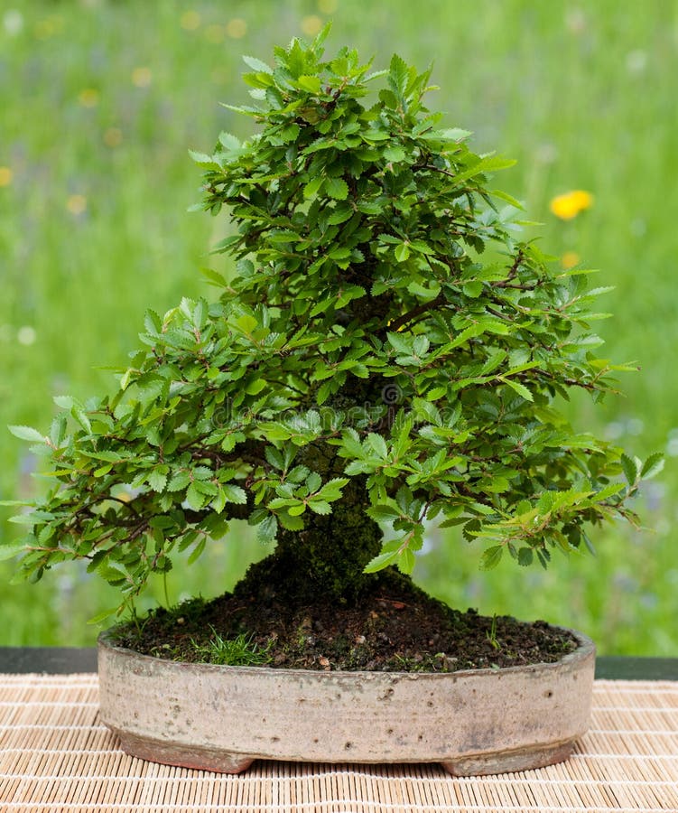 Arbre chinois de bonzaies photo stock. Image du blanc - 14591950