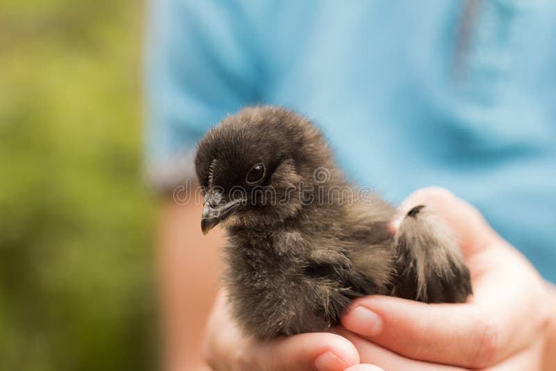 Petit poussin noir photo stock. Image du nouveau, créature - 87761254