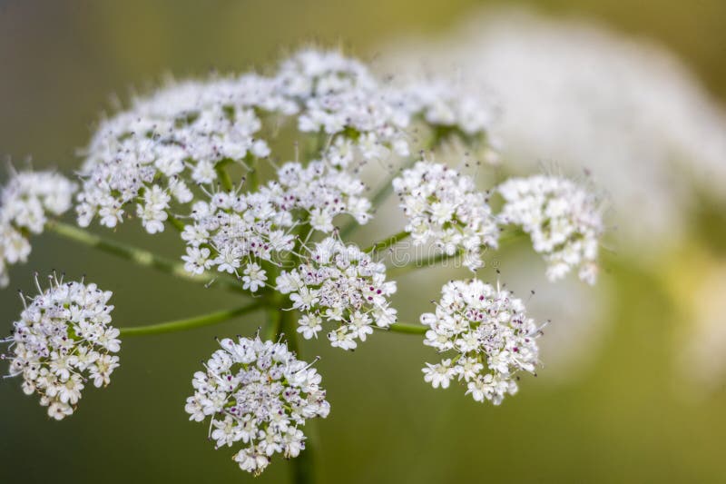 Gallicum Wildflower Stock Photos - Free & Royalty-Free Stock Photos ...