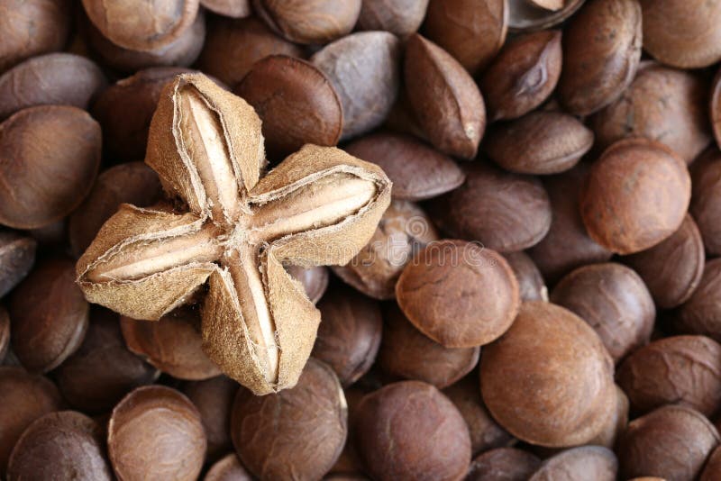 Peulvruchten Van Sacha-inchi of Inca-pindaboom Stock Afbeelding - Image ...