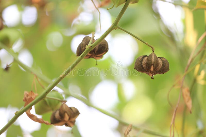 Peulvruchten Van Sacha-inchi of Inca-pindaboom Stock Afbeelding - Image ...