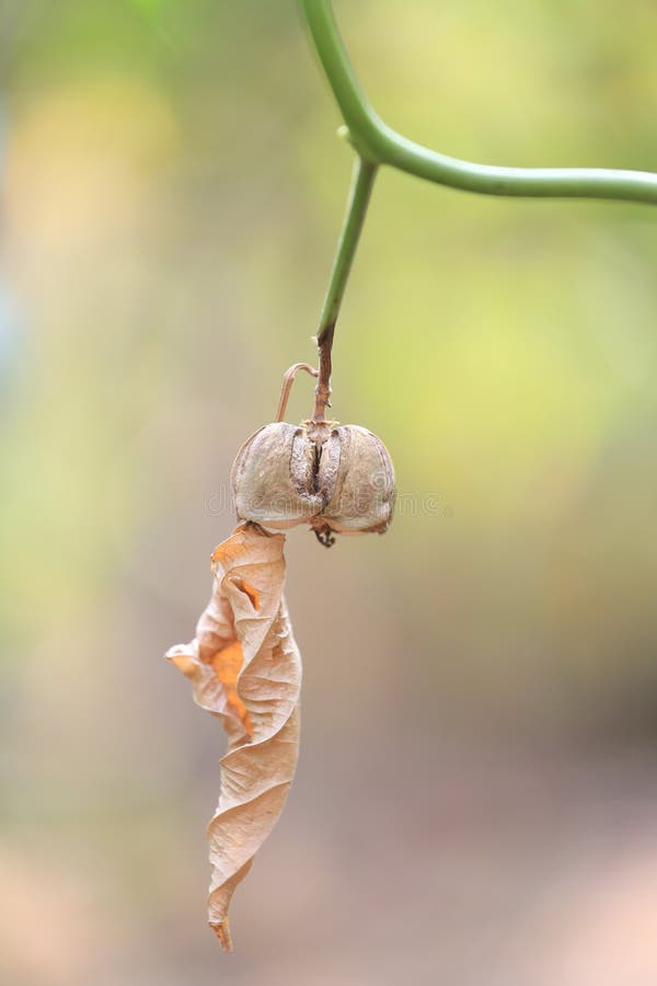 Peulvruchten Van Sacha-inchi of Inca-pindaboom Stock Afbeelding - Image ...