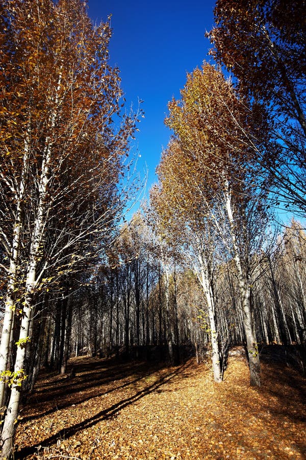Peuplier photo stock. Image du automne, jaune, arbres - 17379034