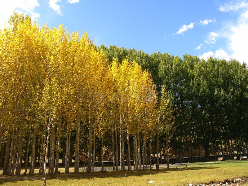 Peuplier blanc photo stock. Image du bleu, arbre, ciel - 4906254